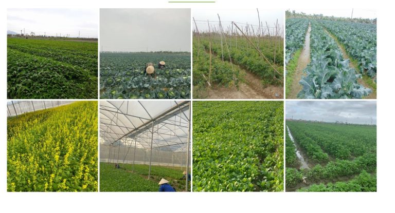 GOOD VIỆT NAM ĐÀO TẠO TIÊU CHUẨN VietGAP HTX HOA PHONG